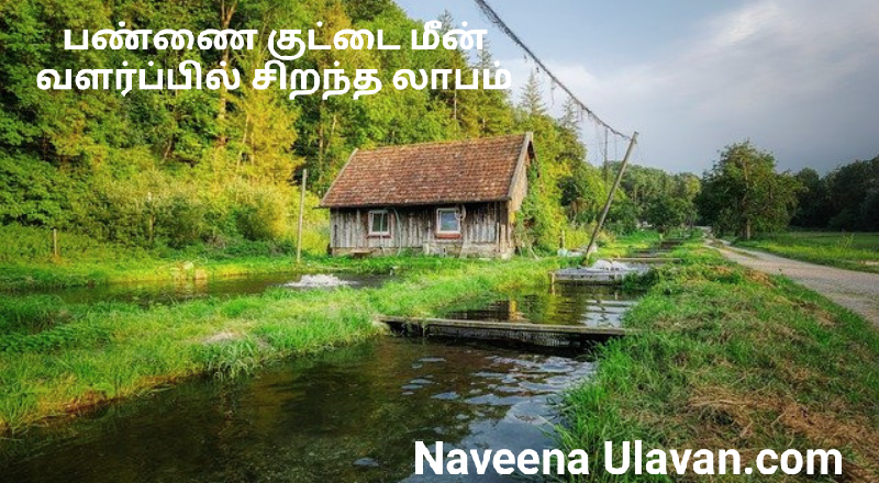 பண்ணை குட்டை மீன் வளர்ப்பில் சிறந்த லாபம். - Naveena Ulavan