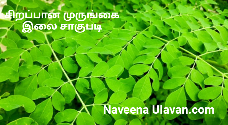 சிறப்பான முருங்கை இலை சாகுபடி. - Naveena Ulavan