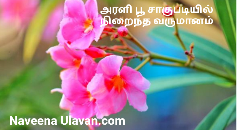 அரளி பூ சாகுபடியில் நிறைந்த வருமானம். - Naveena Ulavan