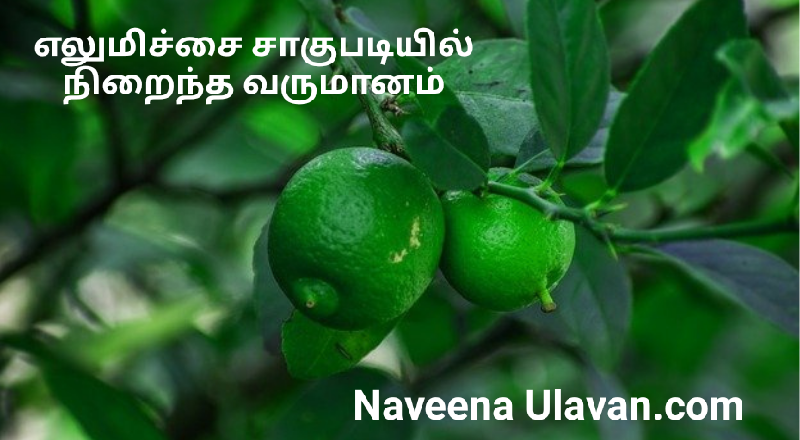 எலுமிச்சை சாகுபடியில் நிறைந்த வருமானம். - Naveena Ulavan