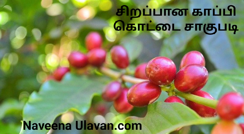 சிறப்பான காப்பி கொட்டை சாகுபடி. - Naveena Ulavan