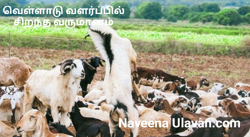 வெள்ளாடு வளர்ப்பில் சிறந்த வருமானம். - Naveena Ulavan