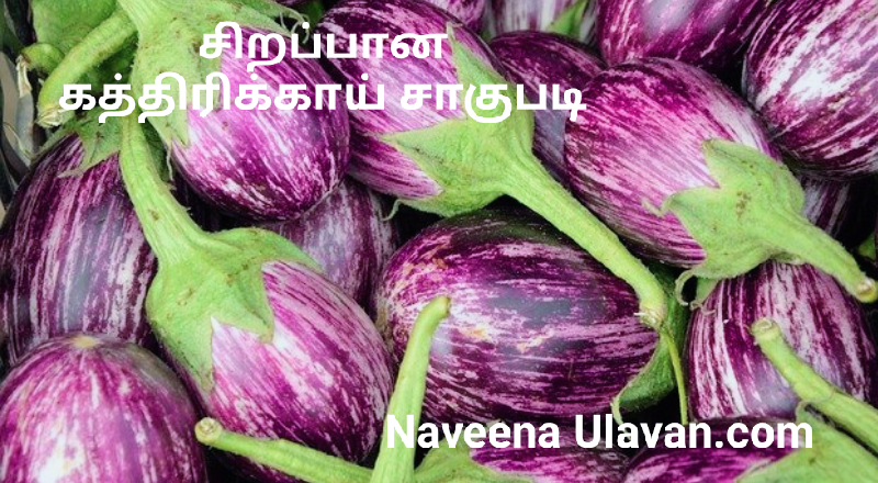 சிறப்பான கத்தரிக்காய் சாகுபடி. - Naveena Ulavan