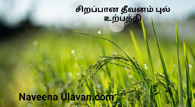 சிறப்பான தீவனப்புல் உற்பத்தி. - Naveena Ulavan