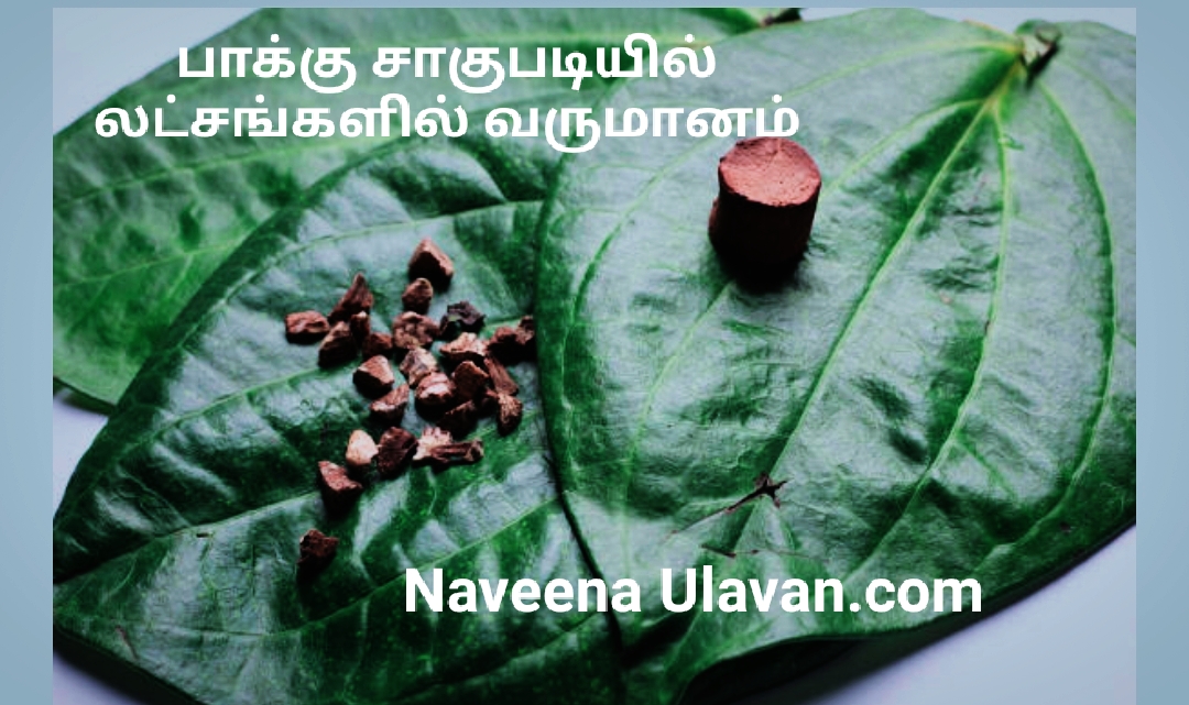 பாக்கு சாகுபடியில் லட்சங்களில் வருமானம். - Naveena Ulavan
