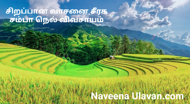 சிறப்பான வாசனை சீரக சம்பா நெல் விவசாயம். - Naveena Ulavan