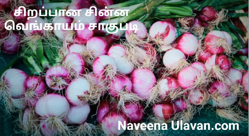 சிறப்பான சின்ன வெங்காயம் சாகுபடி. - Naveena Ulavan
