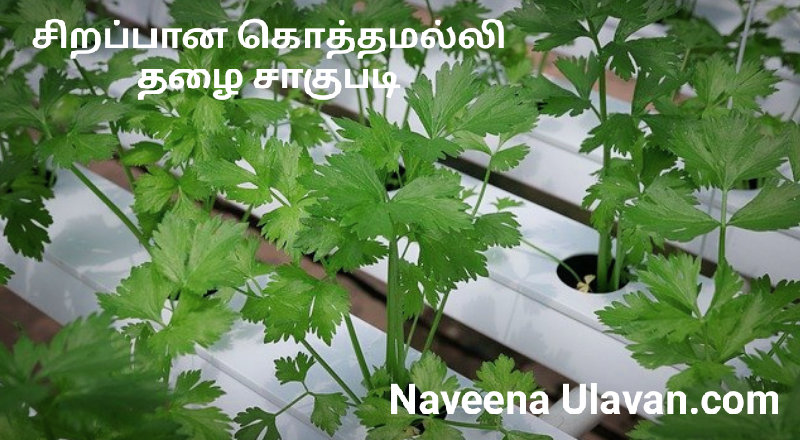 சிறப்பான கொத்தமல்லி தழை சாகுபடி. - Naveena Ulavan