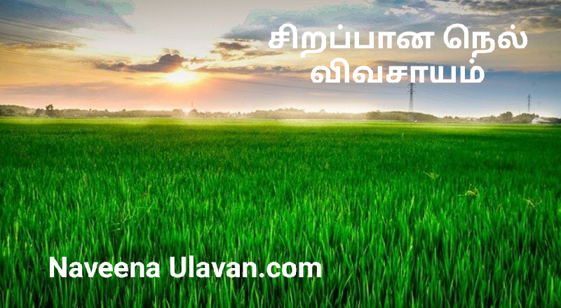 சிறப்பான நெல் விவசாயம். - Naveena Ulavan