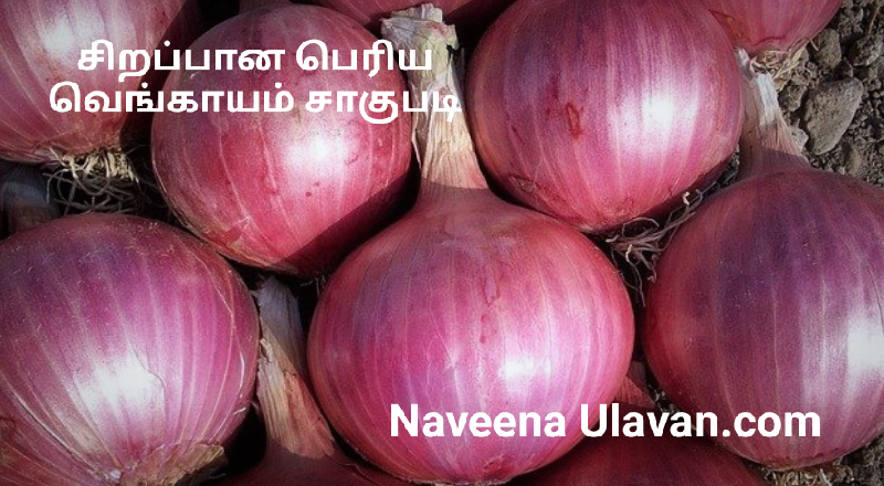 சிறப்பான பெரிய வெங்காயம் சாகுபடி. - Naveena Ulavan