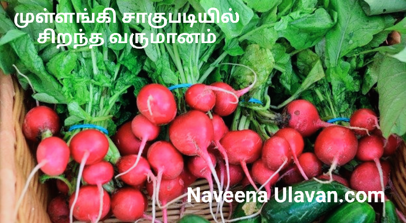முள்ளங்கி சாகுபடியில் சிறந்த வருமானம். - Naveena Ulavan