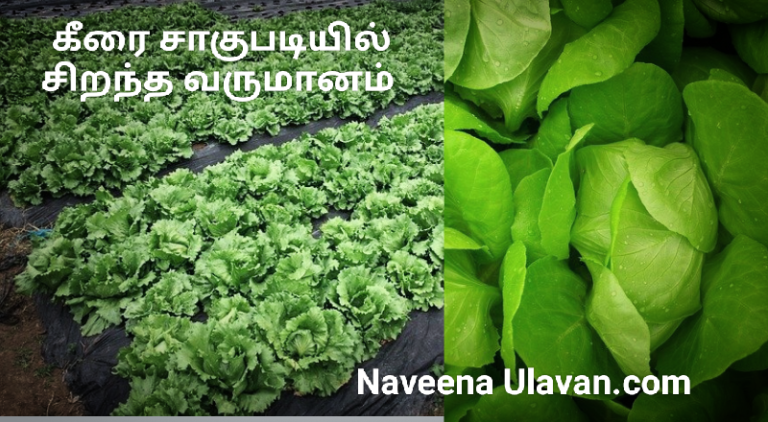 கீரை சாகுபடியில் சிறந்த வருமானம். - Naveena Ulavan