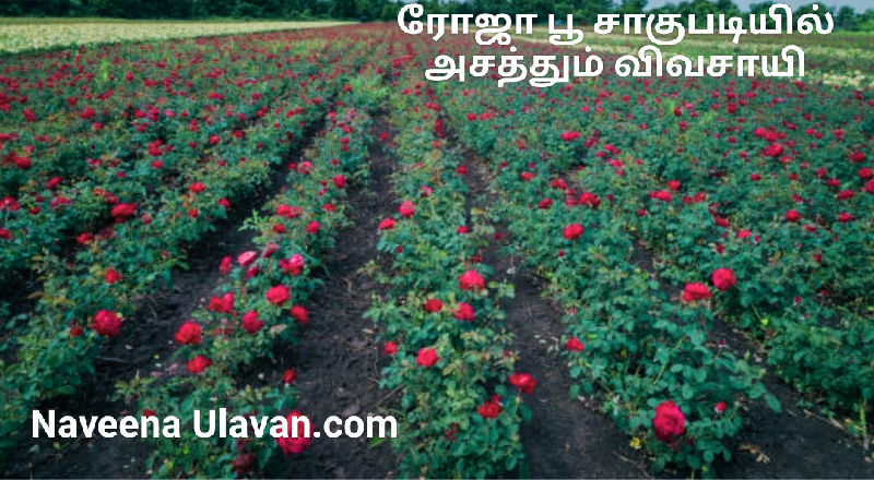 ரோஜா பூ சாகுபடியில் அசத்தும் விவசாயி. - Naveena Ulavan