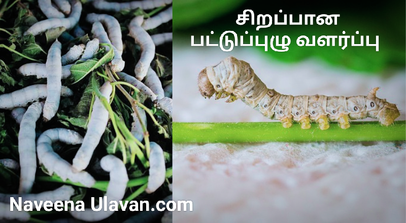 சிறப்பான பட்டுப்புழு வளர்ப்பு. - Naveena Ulavan