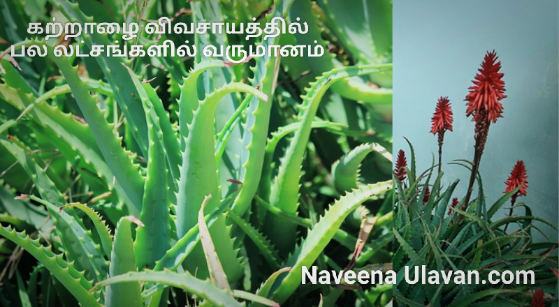 கற்றாழை விவசாயத்தில் நிறைந்த வருமானம். - Naveena Ulavan