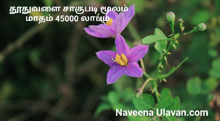 தூதுவளை சாகுபடியில் சிறந்த லாபம். - Naveena Ulavan