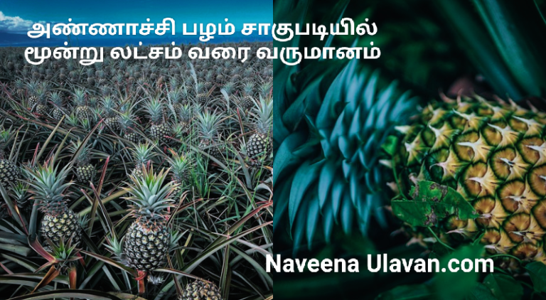 அண்ணாச்சி பழம் சாகுபடியில் மூன்று லட்சம் வரை வருமானம். - Naveena Ulavan