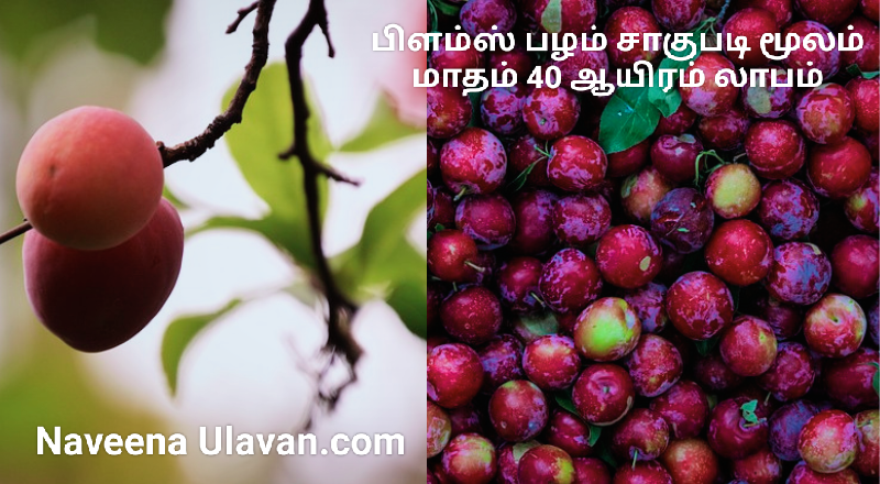 பிளம்ஸ் பழம் சாகுபடி மூலம் மாதம் 40000 லாபம். - Naveena Ulavan