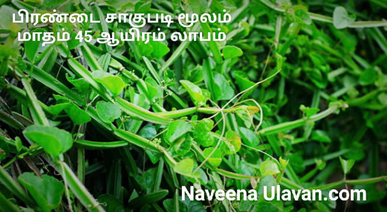 பிரண்டை சாகுபடி மூலம் மாதம் 45000 லாபம். - Naveena Ulavan