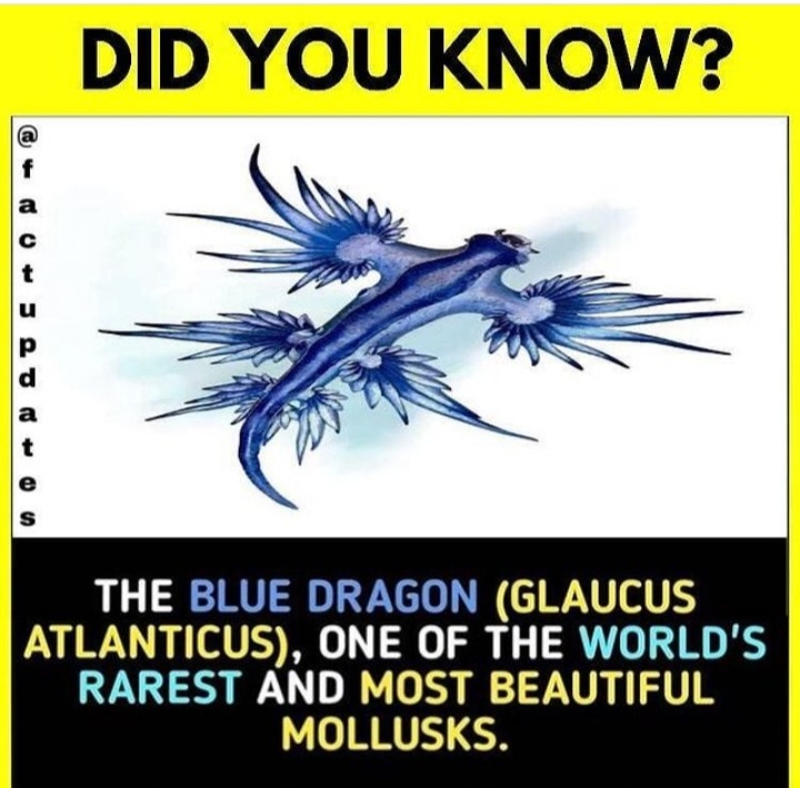 Blue dragons: stunning creatures of the sea with a sting - Naveena Ulavan